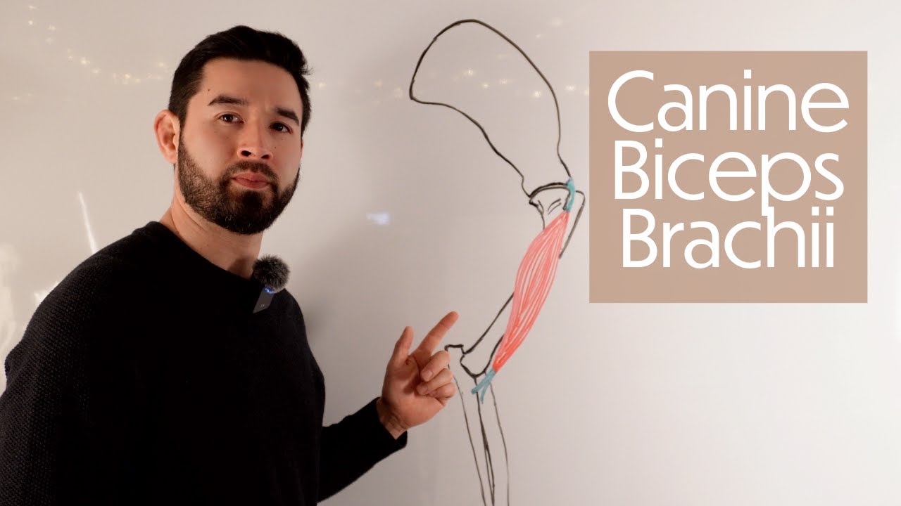 Canine Biceps Brachii Anatomy Short - YouTube