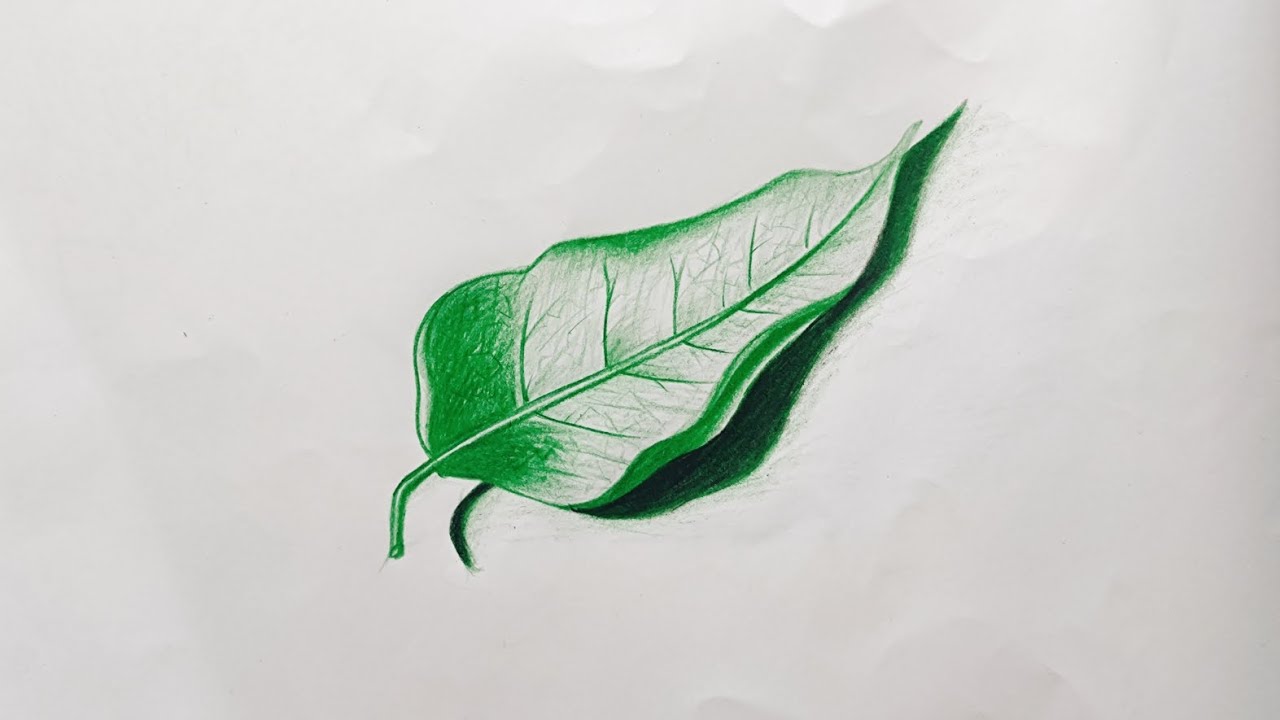 Realistic |Backside_Leaf |Color_Pencil_Shading|Simple |Easy_drawing ...