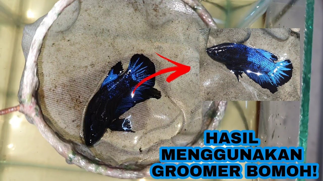 BETTA GLOW UP. SELAMATKAN IKAN YANG HAMPIR MATI - YouTube
