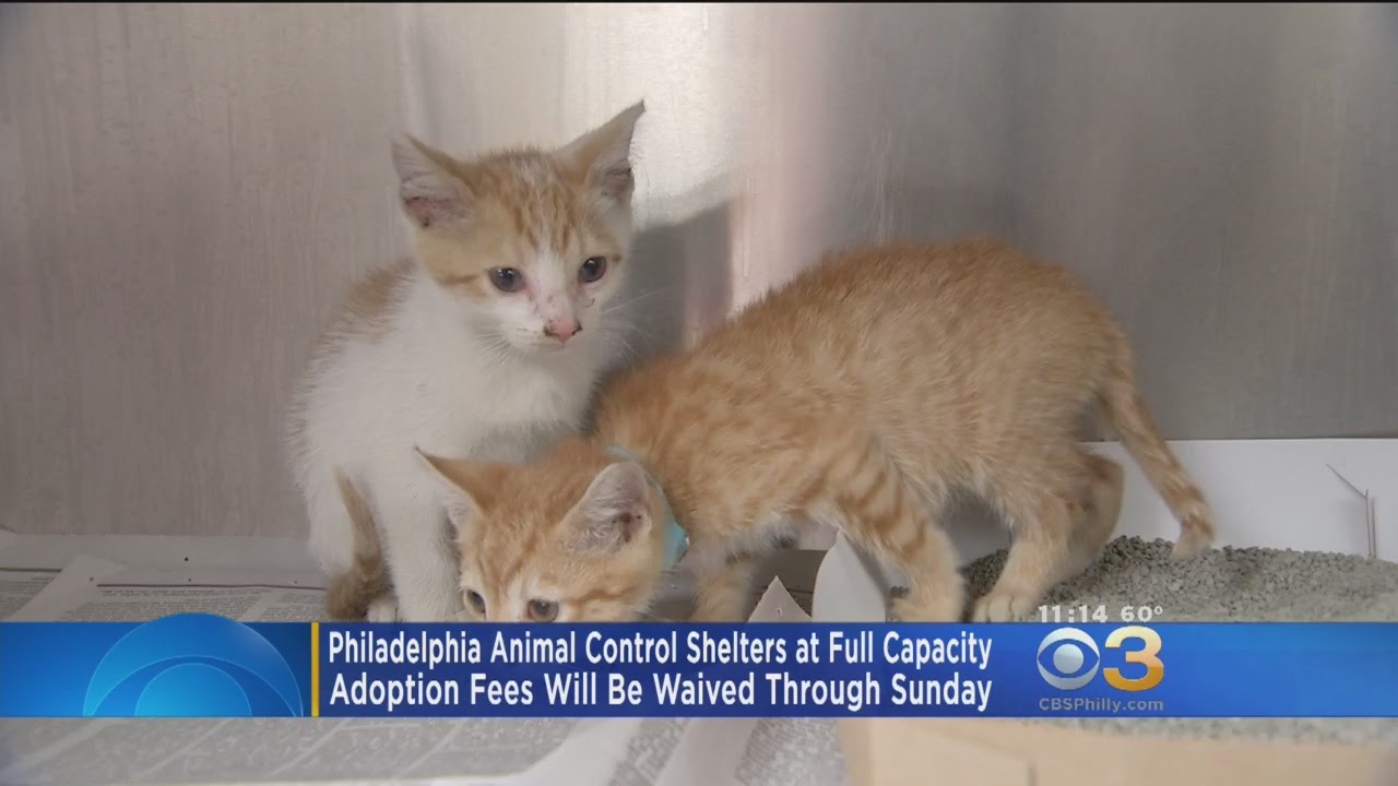 ACCT Philly At Full Capacity, Waving Adoption Fees - YouTube