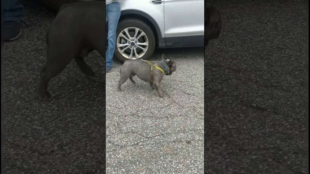 Screaming french bulldog - YouTube