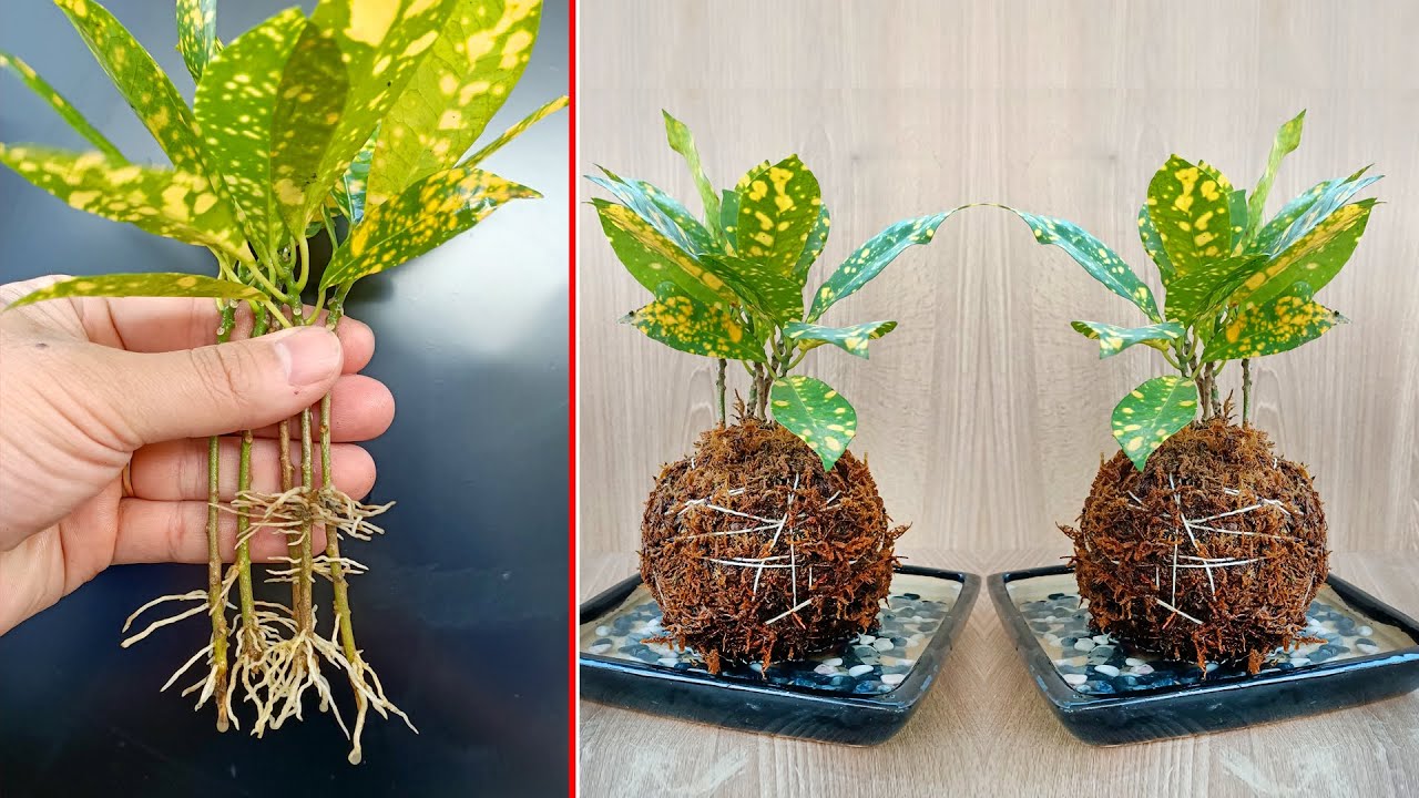 Growing gold silver tree in water decorate offices, have unexpected ...
