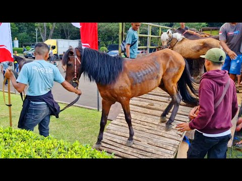 Kuda Besar - Cara Menurunkan Kuda Dari Mobil Truk Puso - Kuda Loncat - Kuda Kuda - Lagu Naik Delman