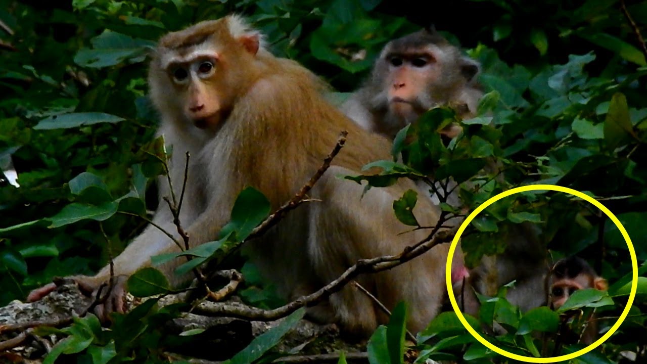 Congratulation! Rose Monkey Enough For Resting When Brady Monkey ...