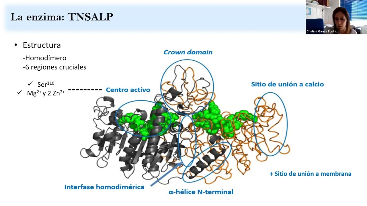 Caracterización funcional y estructural de nuevas variantes del gen ...