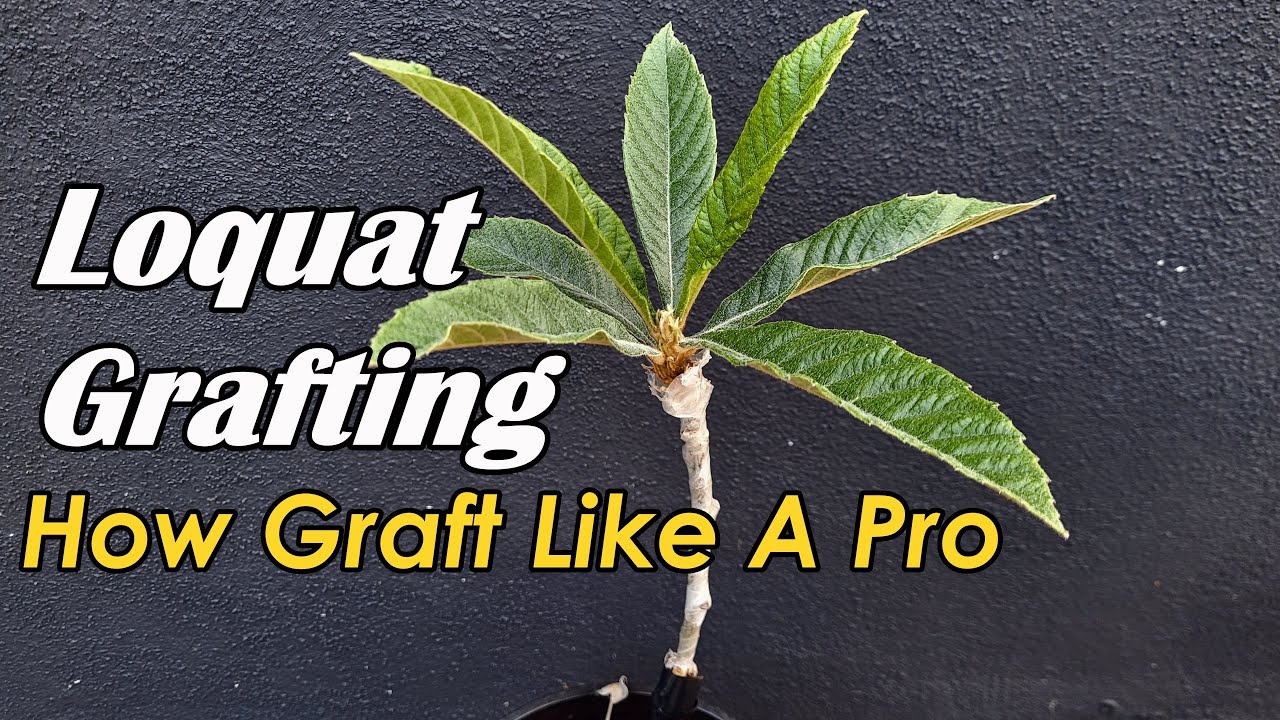 How to Graft Fruit Trees Like A PRO | Loquat Tree Grafting | Fruit Tree ...