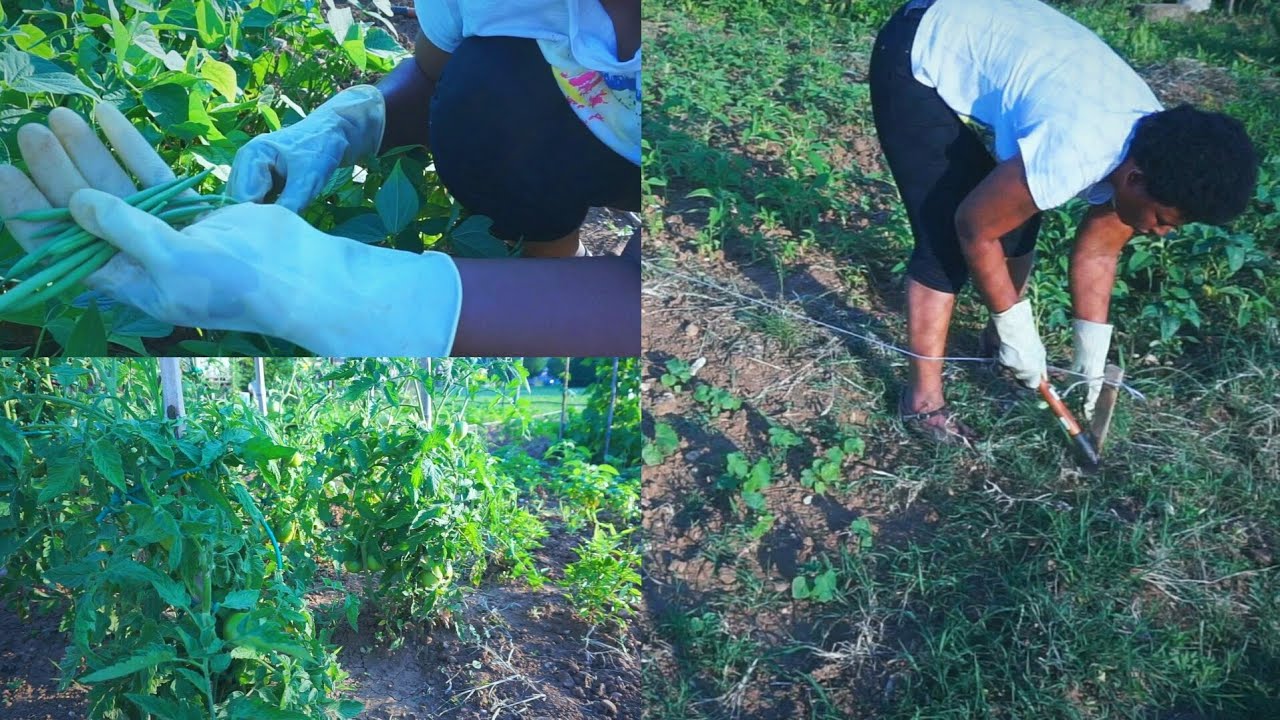 Farm update | Weeding and Harvesting - YouTube