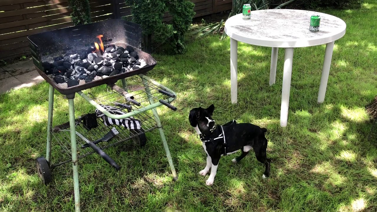 Funny Boston terrier barking at grill fire - YouTube