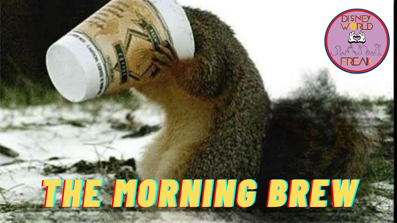 The Morning Brew | Good Morning Beach Club - YouTube