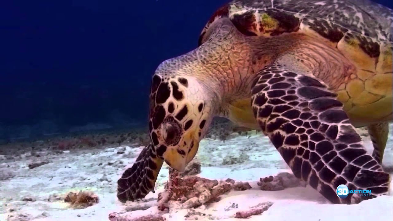 Turtle Alley for Aquariums - YouTube