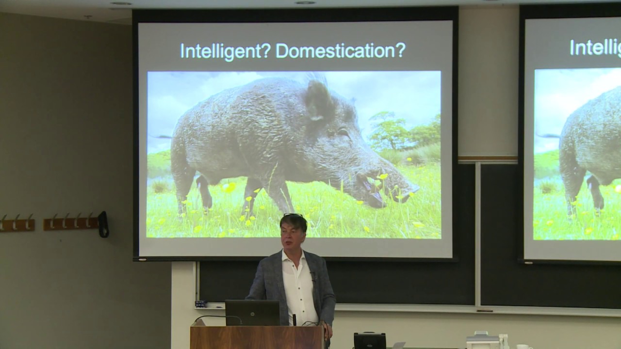 Are we smart enough to know how smart pigs are? | Dr. Kees Scheepens ...