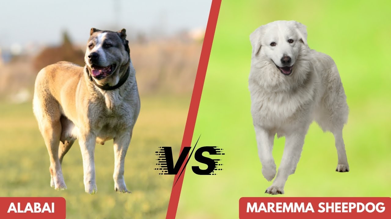 WOLF DISTROYER - ALABAI VS THE MAREMMA SHEEPDOG - YouTube