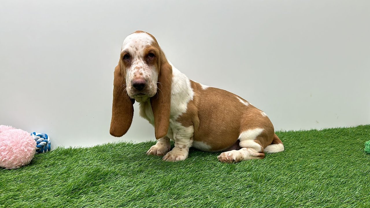 🐶 Basset Hound 🐶 teefje 🐶 PUP ID 202381565 🐶 - YouTube
