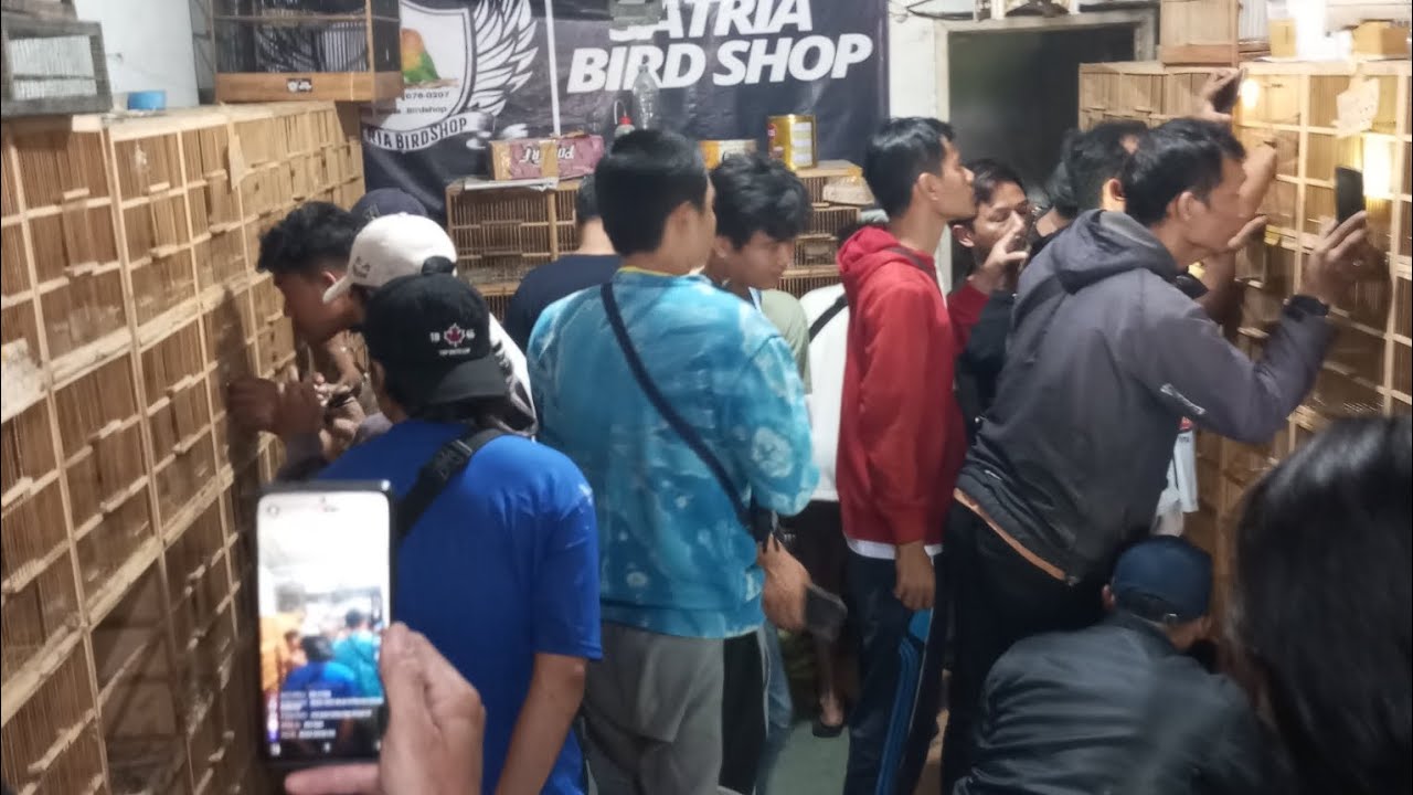 BERBURU KACER MURAH DI SATRIA BIRD SHOP 👍 - YouTube