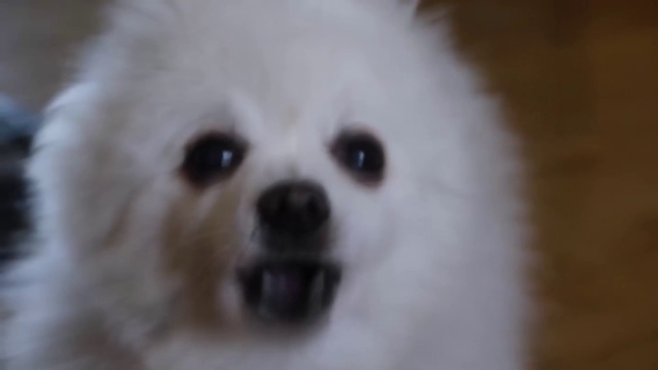 Windows Dog Error Sound - Error XP - YouTube