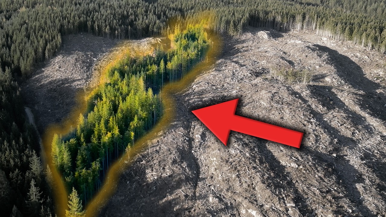 Riparian Management in Forest Operations - YouTube