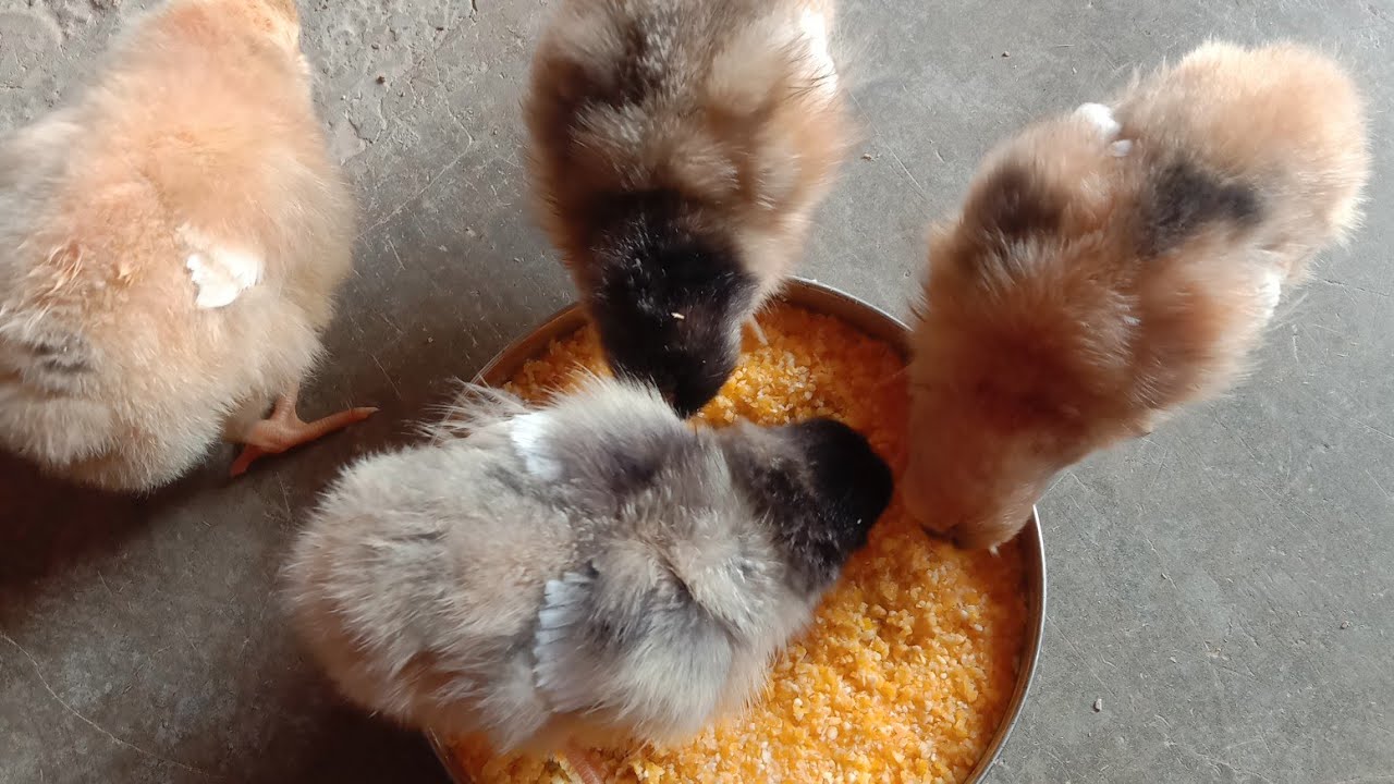 giri Raja chicks food eating - YouTube