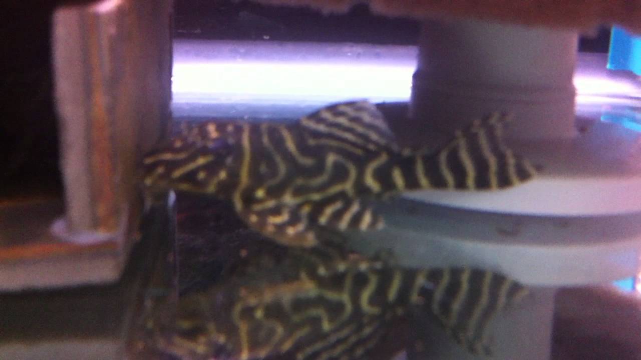 L340 Mega Clown - YouTube