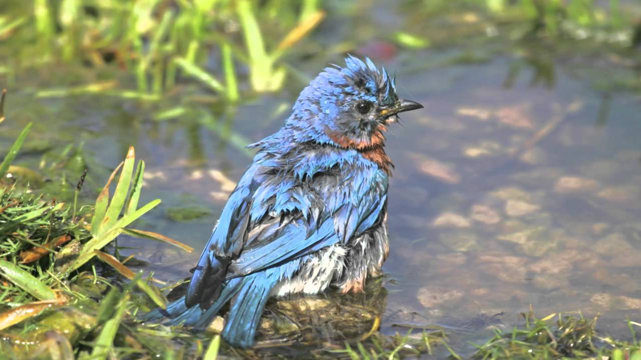 Bluebirds of Bermuda by Dr. Reg Grundy AC OBE - YouTube
