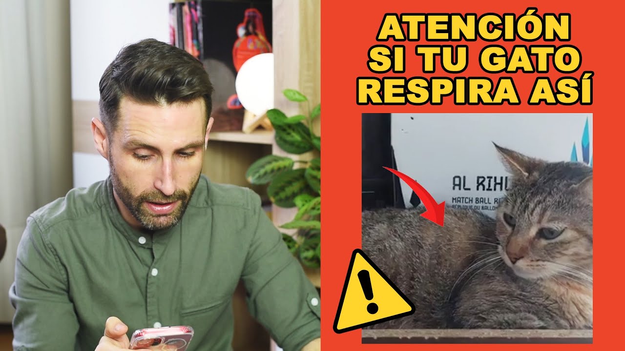¡Cuidado si tu gato respira así! | Respiración agitada en gatos - YouTube