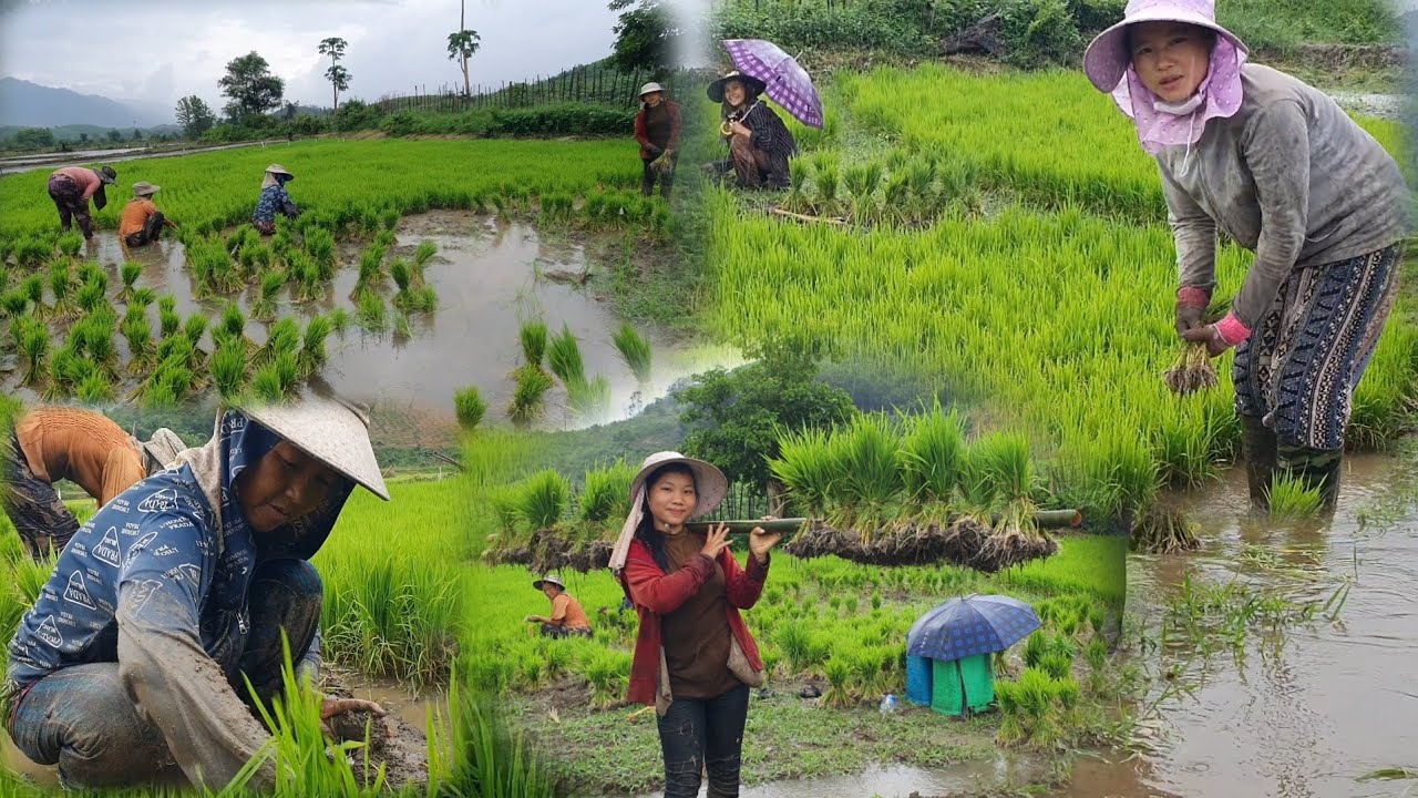 kuv niam peb pib rho yub kab lawm os 9/6/2023 - YouTube