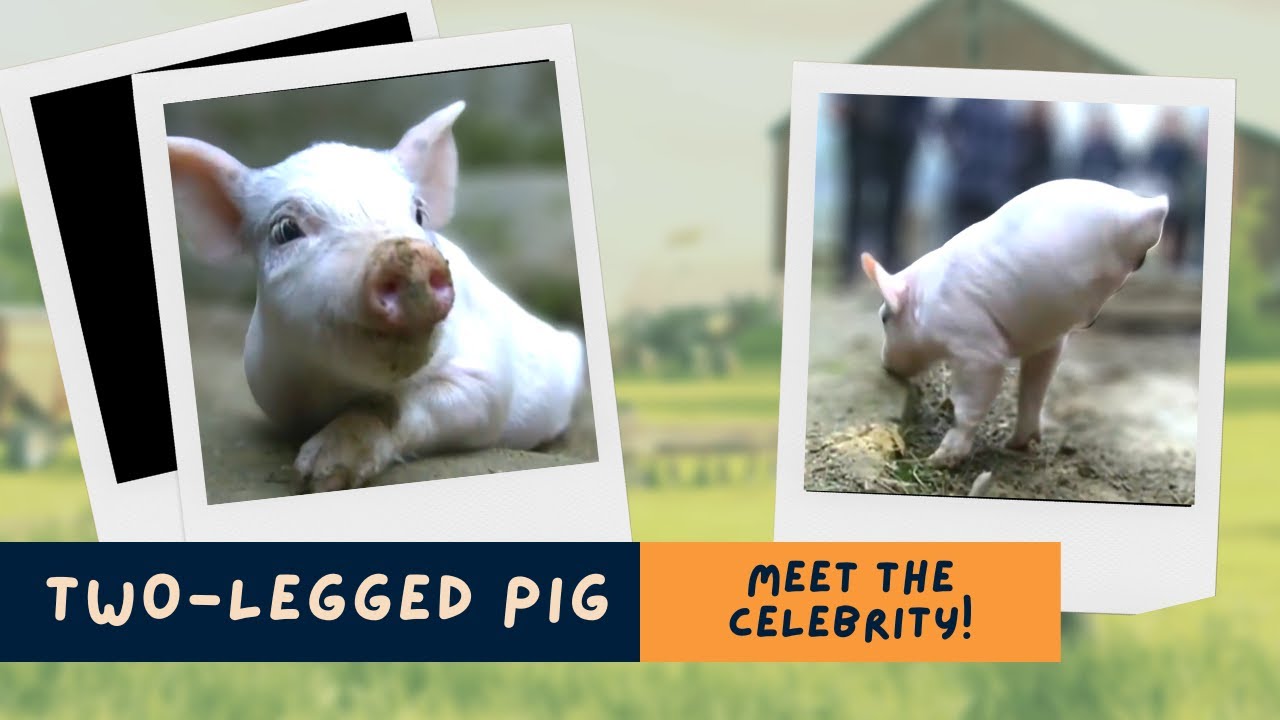The Strong-Willed Piglet Born Without Hind Legs - YouTube