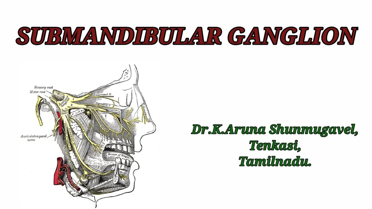 Submandibular ganglion || Roots || Branches || Development || Clinical ...