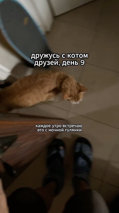 Как подружиться с котом? День 9 - YouTube