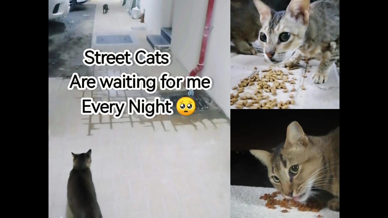 Helping Street /Stray Cats fed them after I finish my work at night 🥺🥺 ...