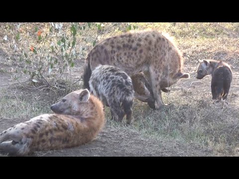hidden hyena den - part 21 - cubs gather around Alpha - YouTube