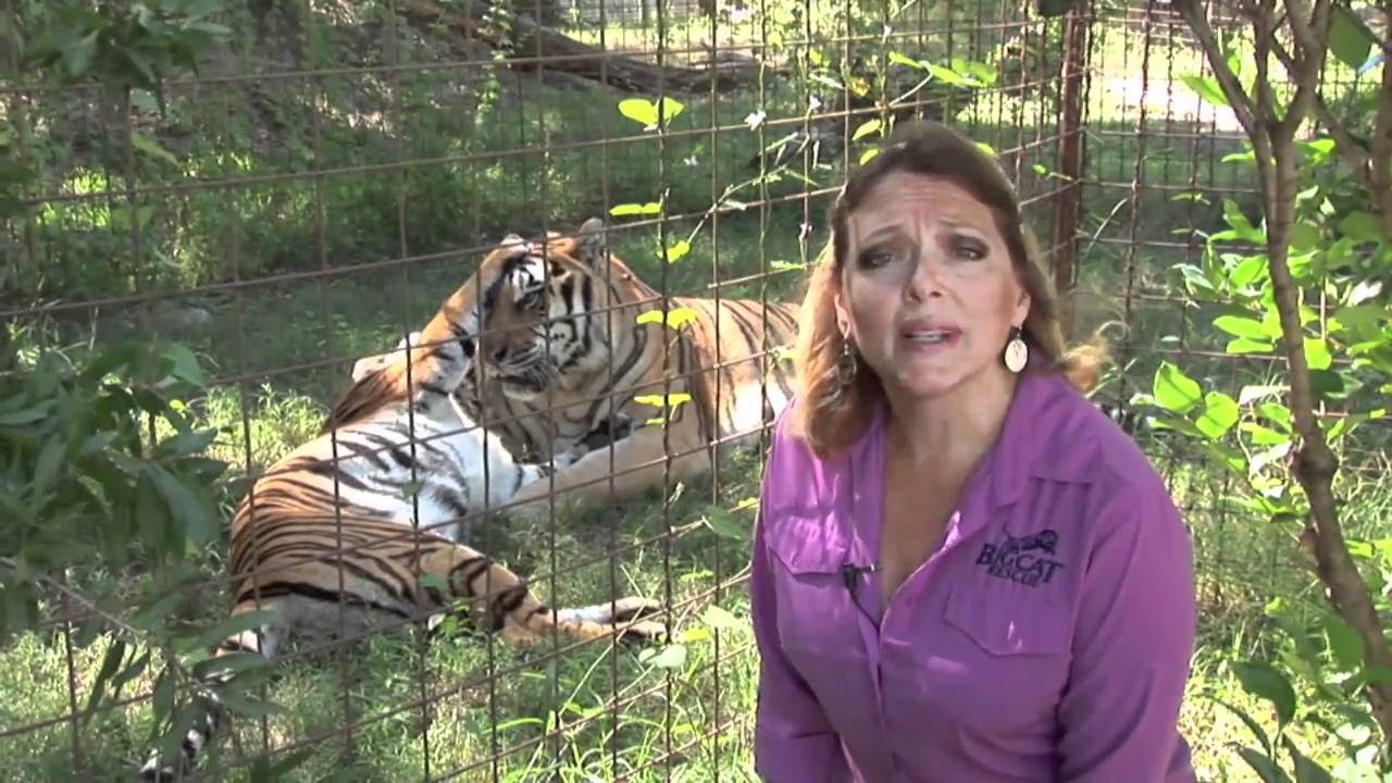 Big Cat Rescue Tigers Among US 4WWF.mov - YouTube