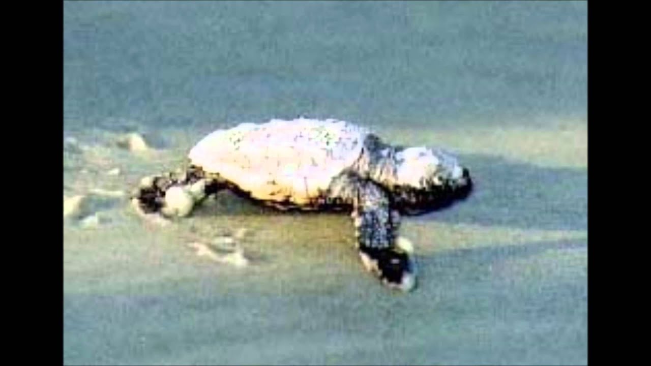 HUH?!? Turtle-Eating Sharks Helping With The "Global Warming" "Crisis ...