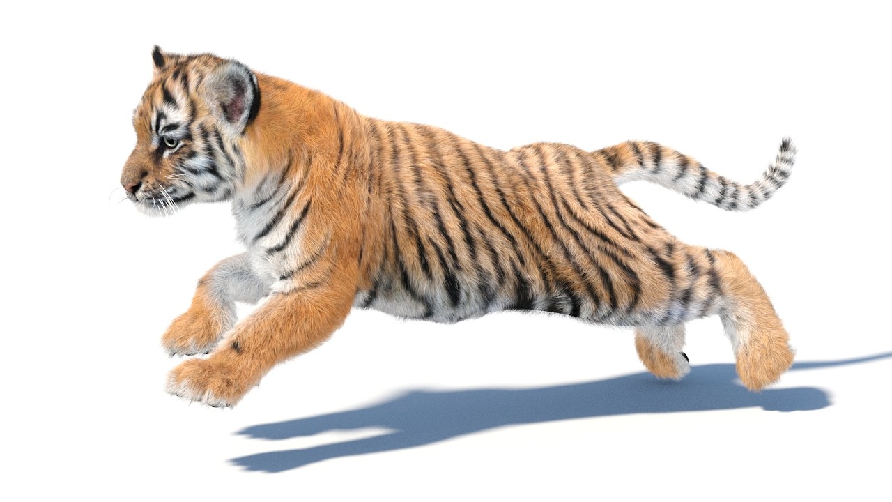 Animated Tiger Cub 3D Model - Groomed Hair | PROmax3D - YouTube