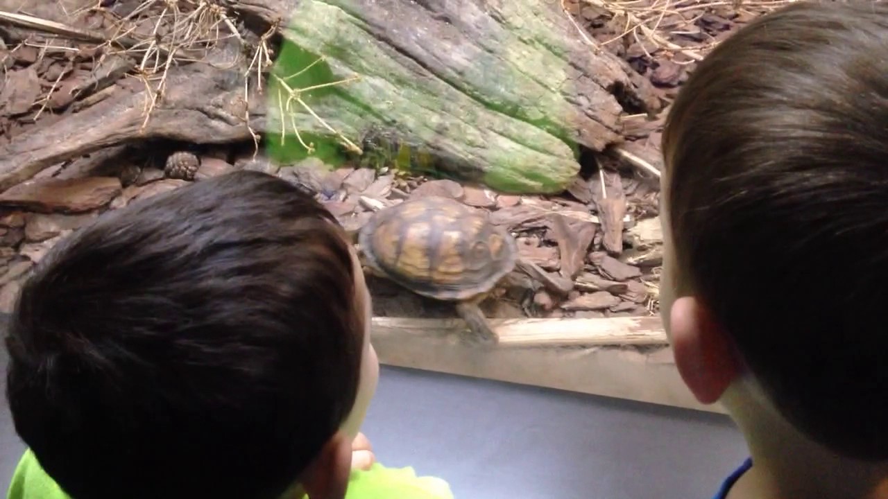 Box Turtle @ STL Zoo - YouTube