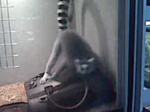 Lemur wants to playy