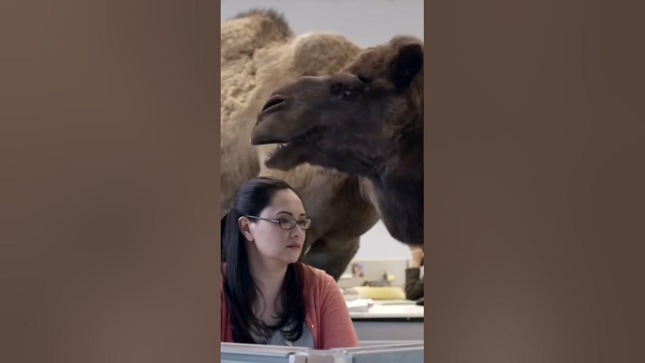 🐫 Guess What Day It Is Its Hump Day Geico Hump Day Camel