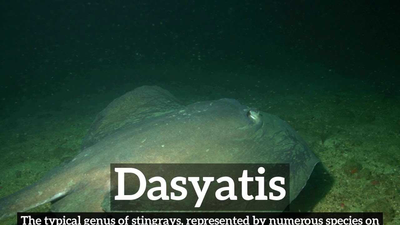 How Does Dasyatis Look? | How to Say Dasyatis in English? | What is ...