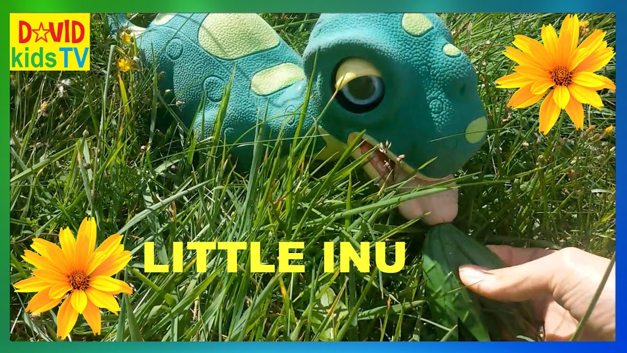 Маленький ДИНО потерял маму Вот так ВСТРЕЧА! LITTLE INU DINO - YouTube