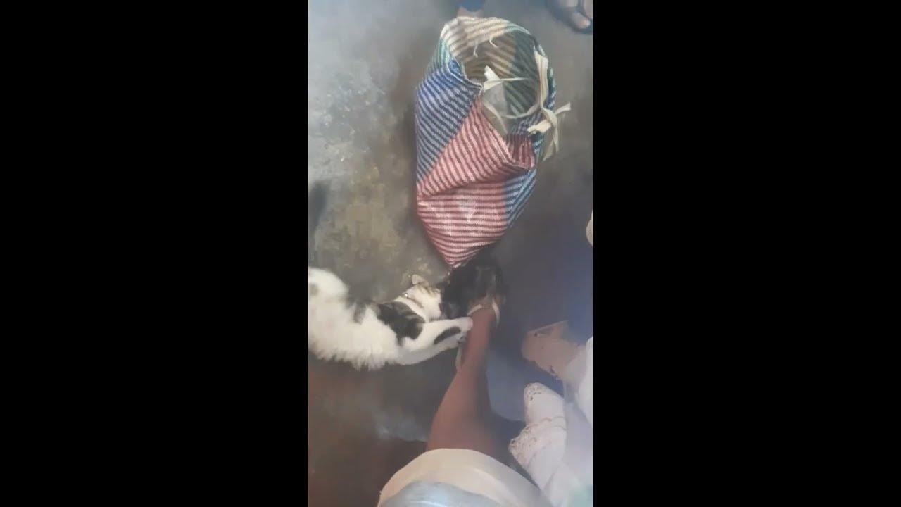 mis michis ||☆[siendo michis]☆||🐱💖💖 - YouTube