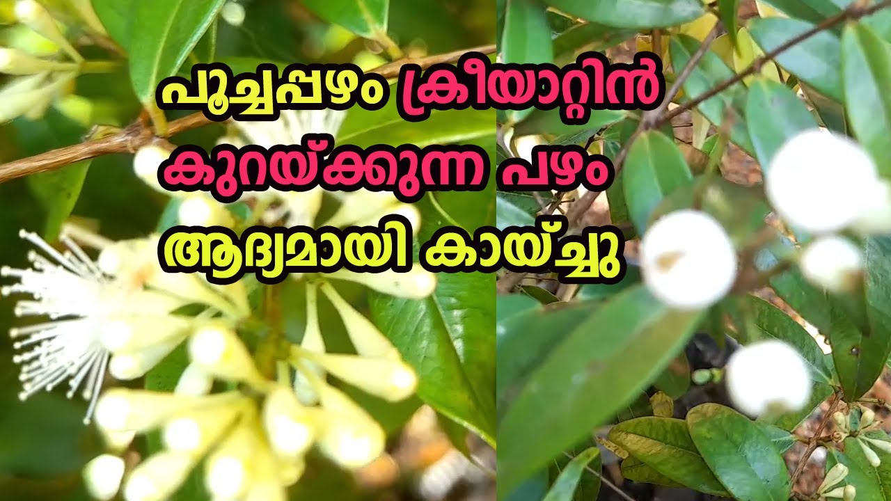 പൂച്ചപ്പഴം ക്രീയാറ്റിൻ കുറയ്ക്കുന്ന പഴം ആദ്യമായി കായ്ച്ചു Cat Eye Fruit ...