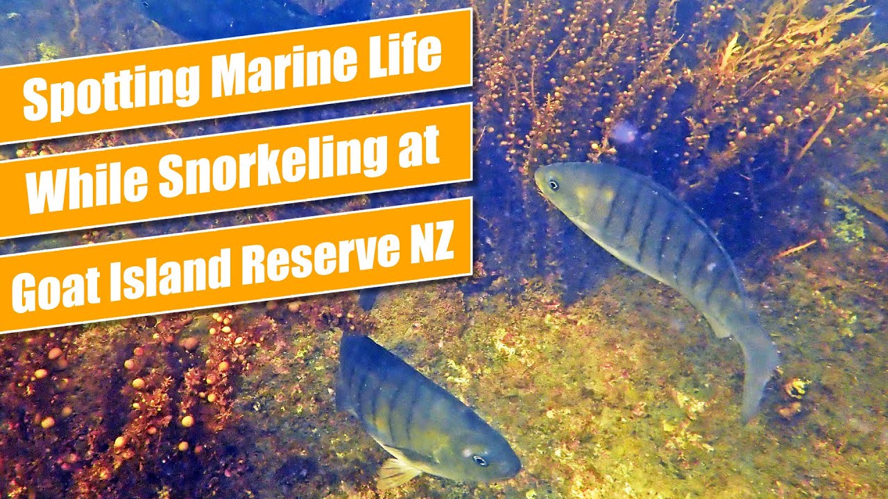 Snorkeling at Goat Island Marine Reserve NZ - YouTube