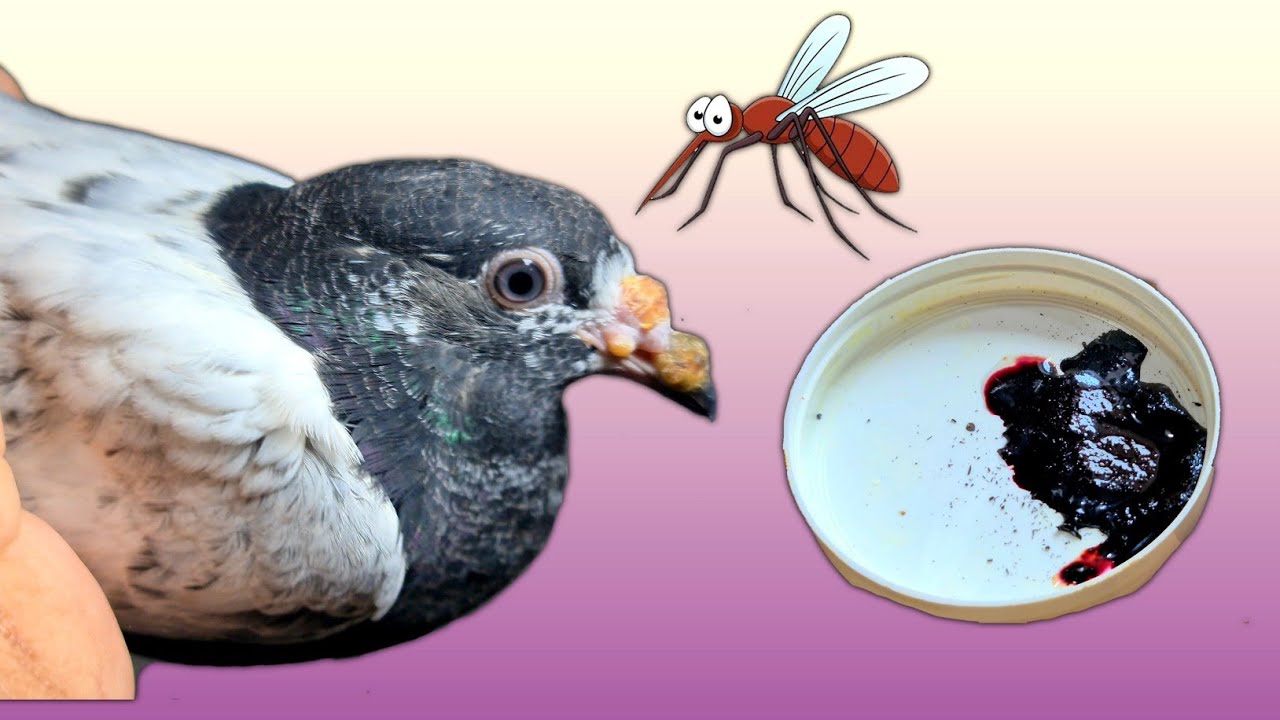 Mosquito BITE Treatment for Baby Pigeons | Agar Machar Kaat Le to kya ...