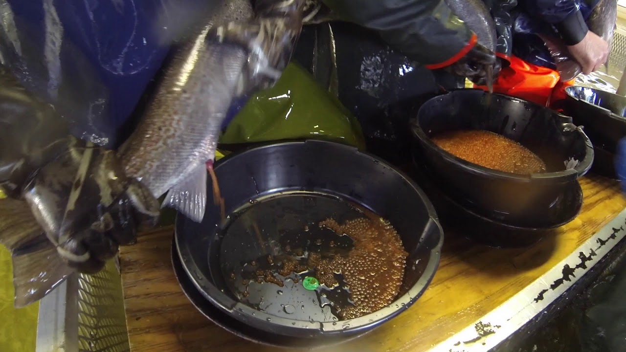 Spawning: Penobscot Atlantic Salmon - YouTube