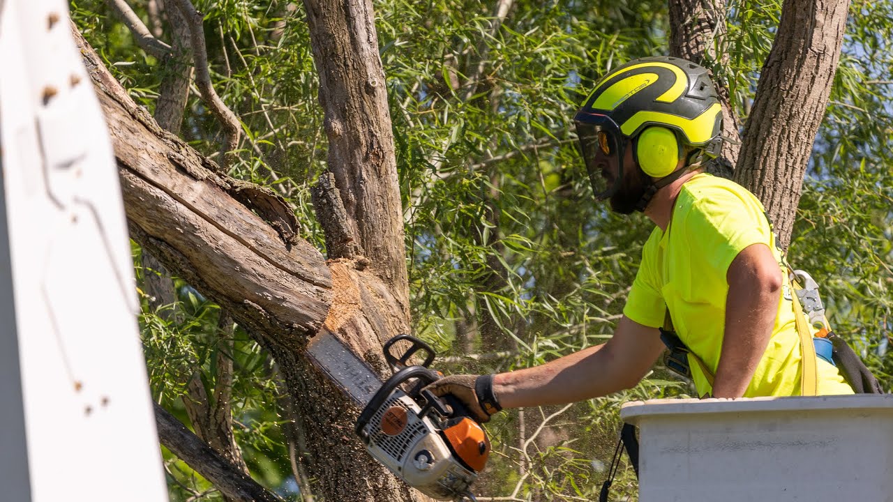 Albers Tree Service - YouTube