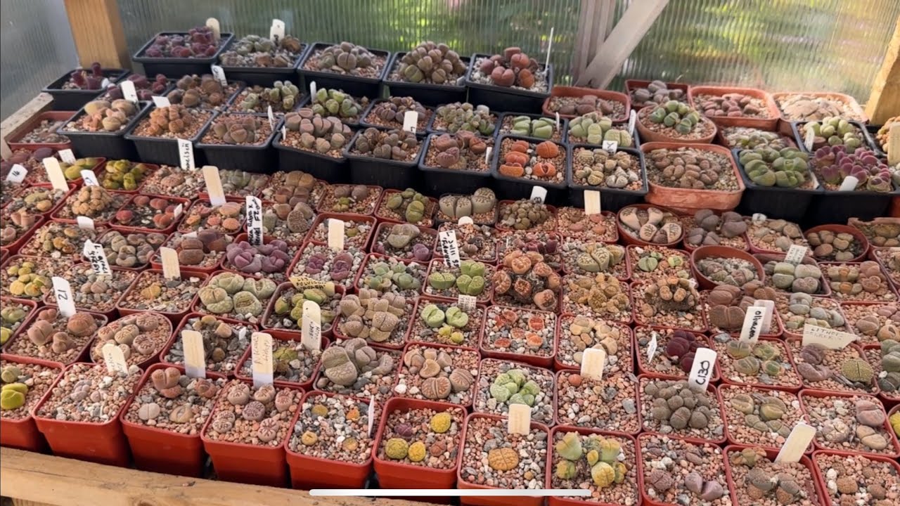 Full Lithops Collection Tour! - YouTube