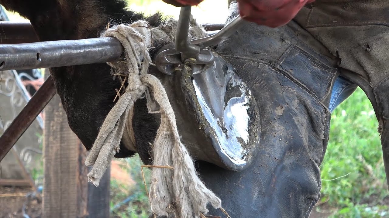 Iapa rasa Ardenez toaletaj cu potcovarul Gheorghe de la Brasov - 2021 ...