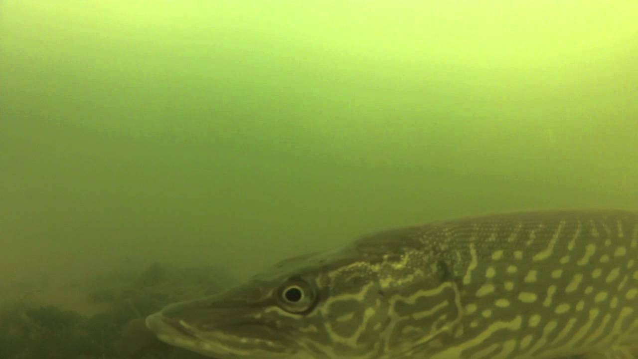 Chestermere Lake Ice Fishing & Underwater camera - YouTube