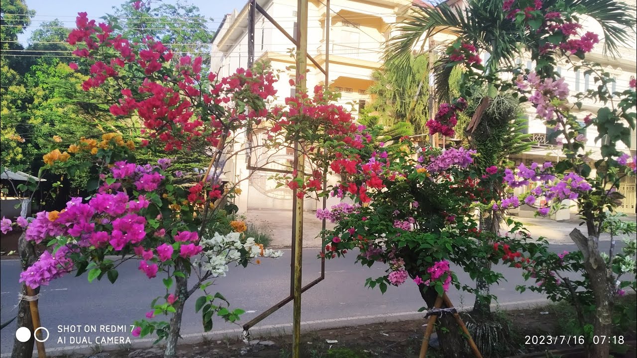 SIANG DAN MALAM TETAP ADA PEMBELI BUNGA BUGENFIL/kertas - YouTube