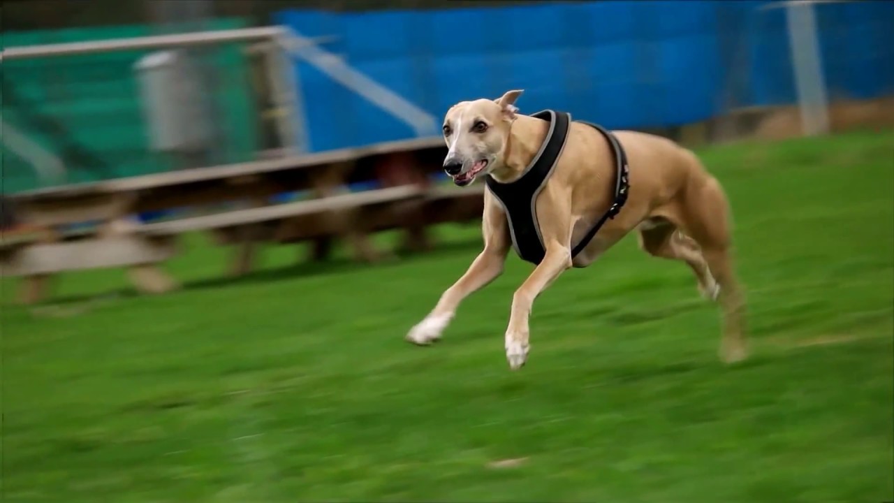 Whippet - running at 50 km/h (120fps) - YouTube
