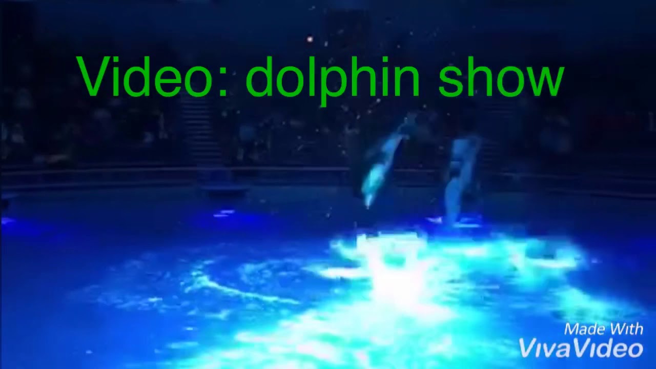 Amazing dolphin videos / Best dolphin show - YouTube